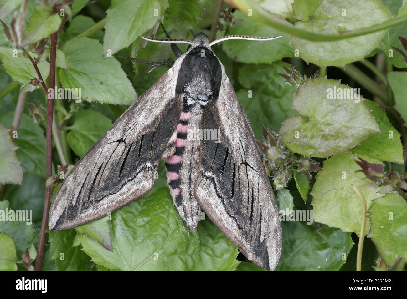 Privet hawkmoth, sphinx ligustri Stock Photo - Alamy