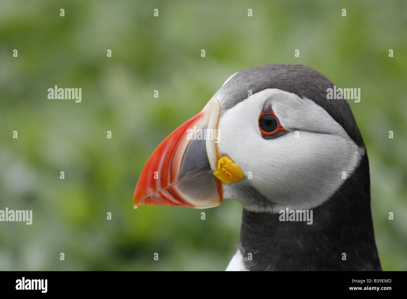 Puffin head in profile hi-res stock photography and images - Alamy