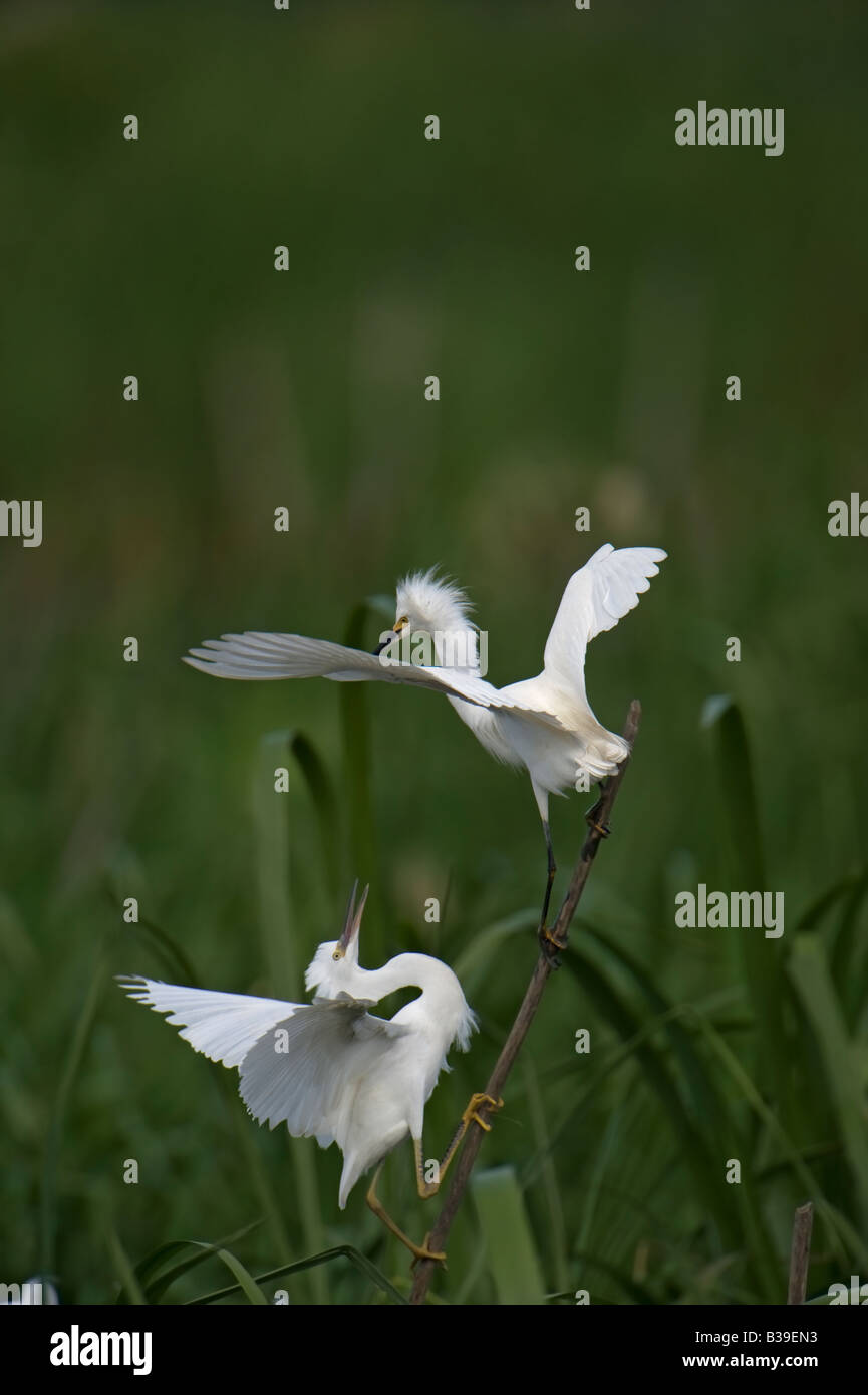 Photo of juvenile Snowy Egret Stock Photo - Alamy