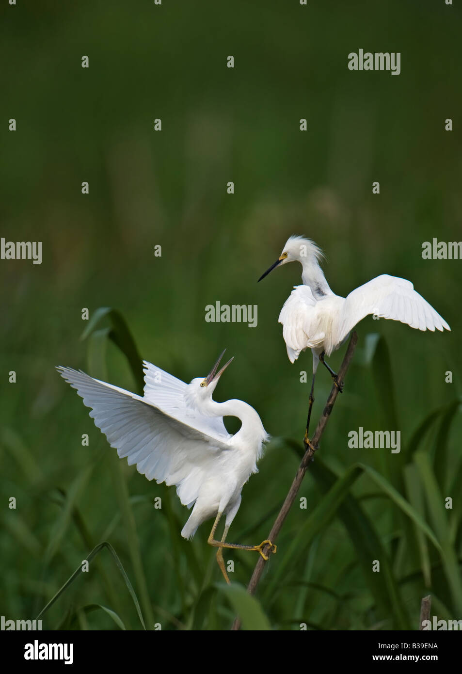 Juvenile egret hi-res stock photography and images - Alamy
