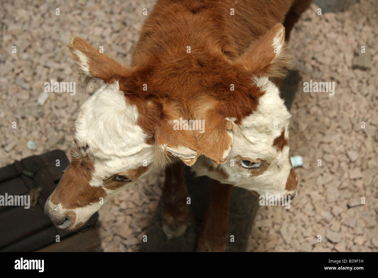 Real 2 Headed Animals