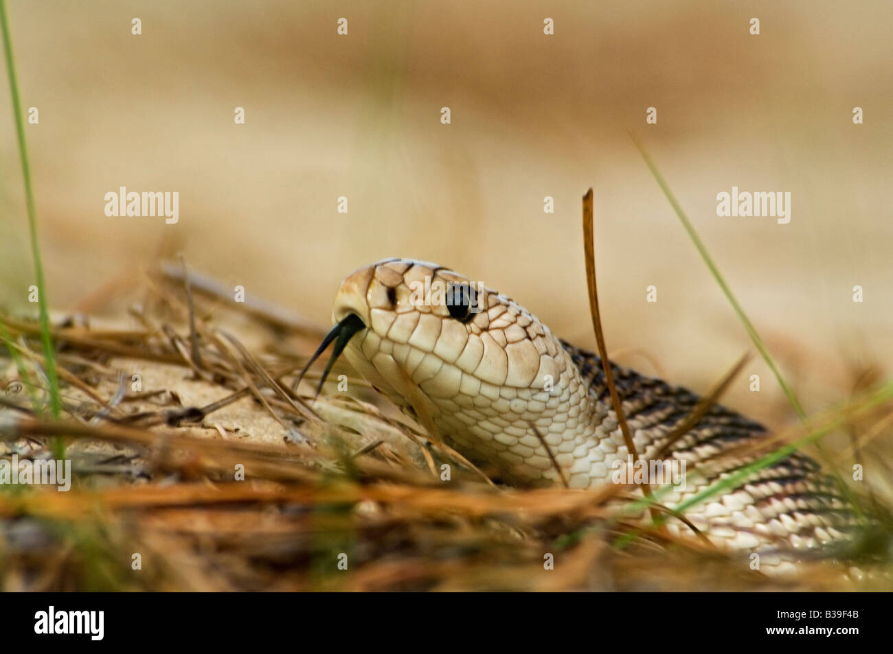 Photo of a Florida Pine Snake Stock Photo - Alamy