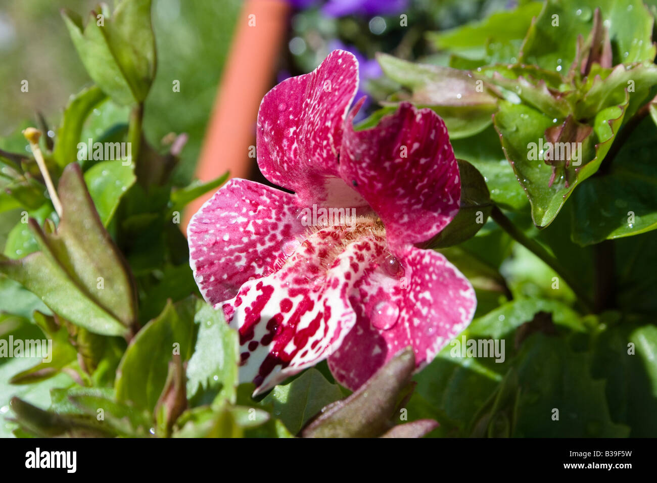 A nice purple flower Stock Photo - Alamy