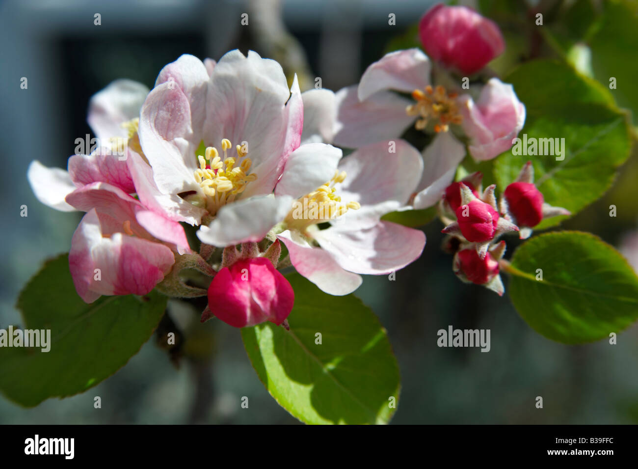 Apple Blossom flowering on a tree Stock Photo - Alamy