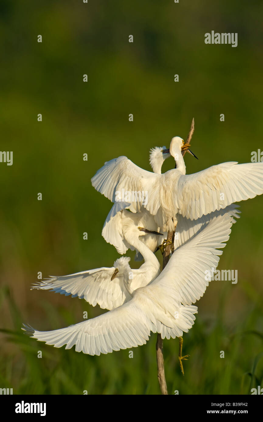 Begging bird hi-res stock photography and images - Alamy