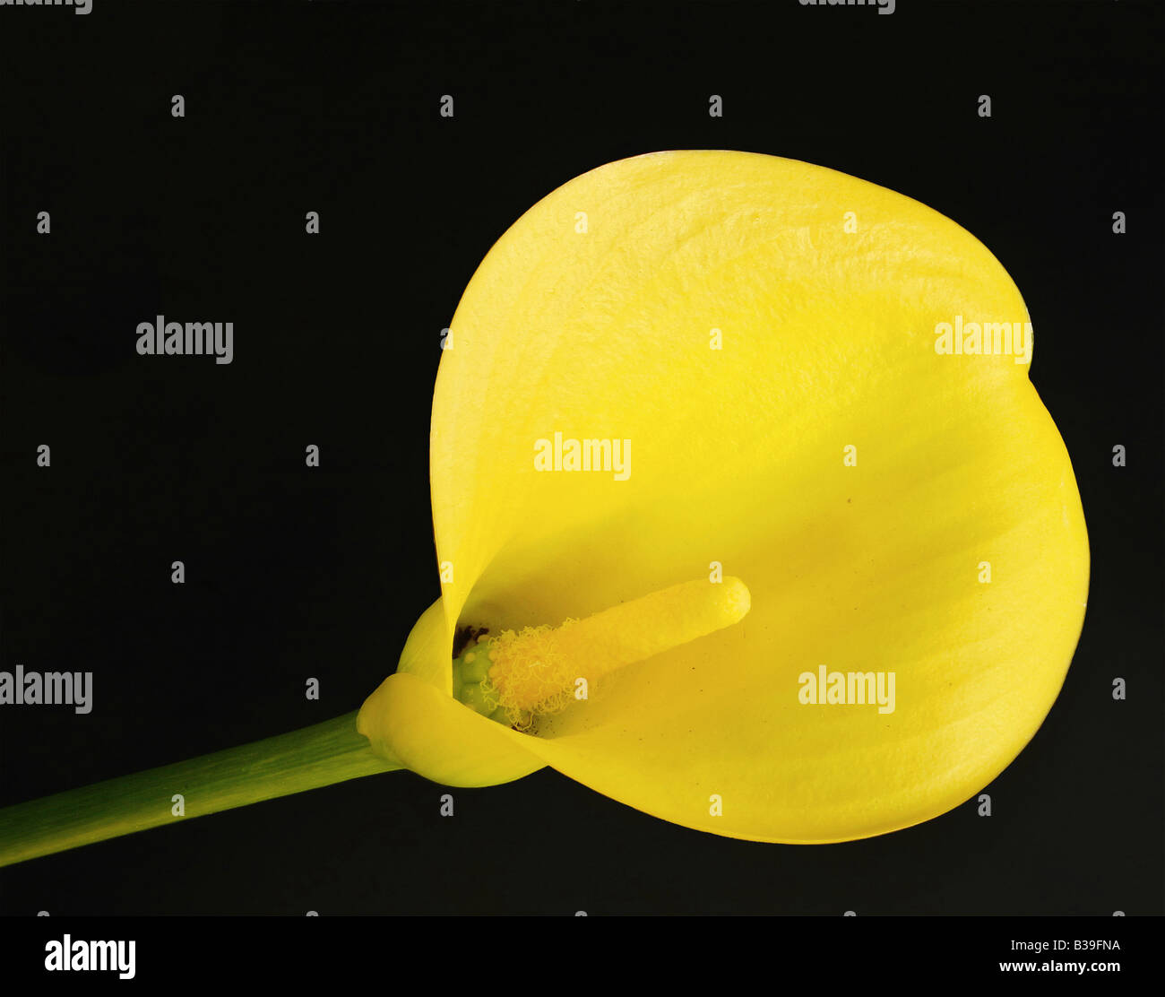 Yellow Calla Lilly Stock Photo - Alamy