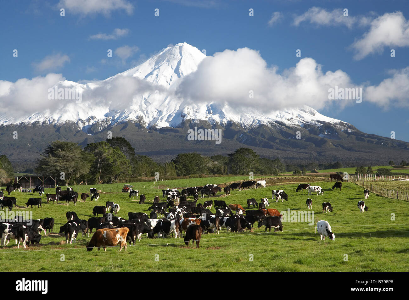 Dairy Cows and Farmland near Stratford and Mt Taranaki Mt Egmont ...