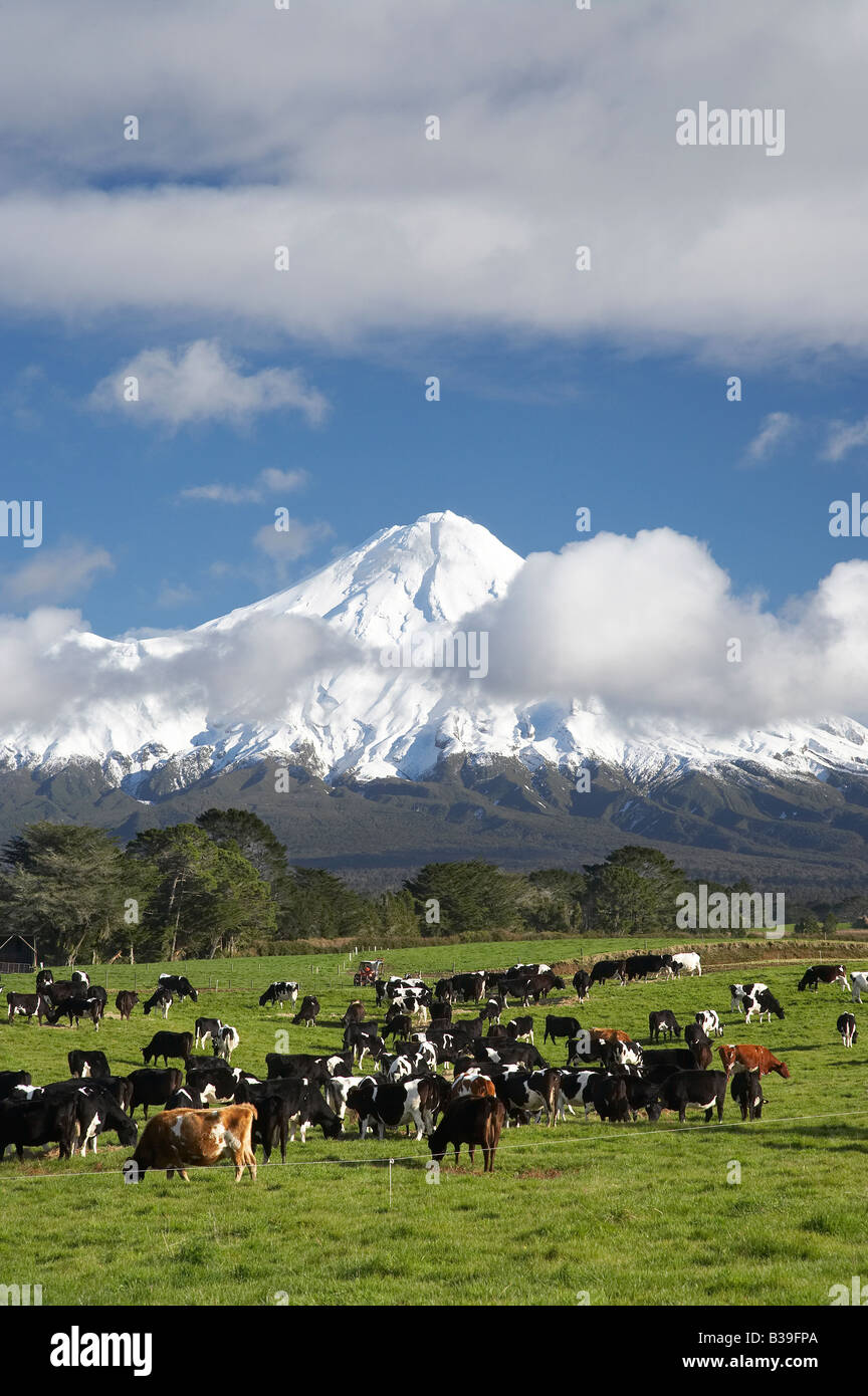 Taranaki new zealand dairy cows hi-res stock photography and images - Alamy