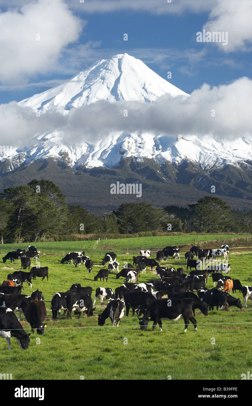 Dairy Cows and Farmland near Stratford and Mt Taranaki Mt Egmont ...