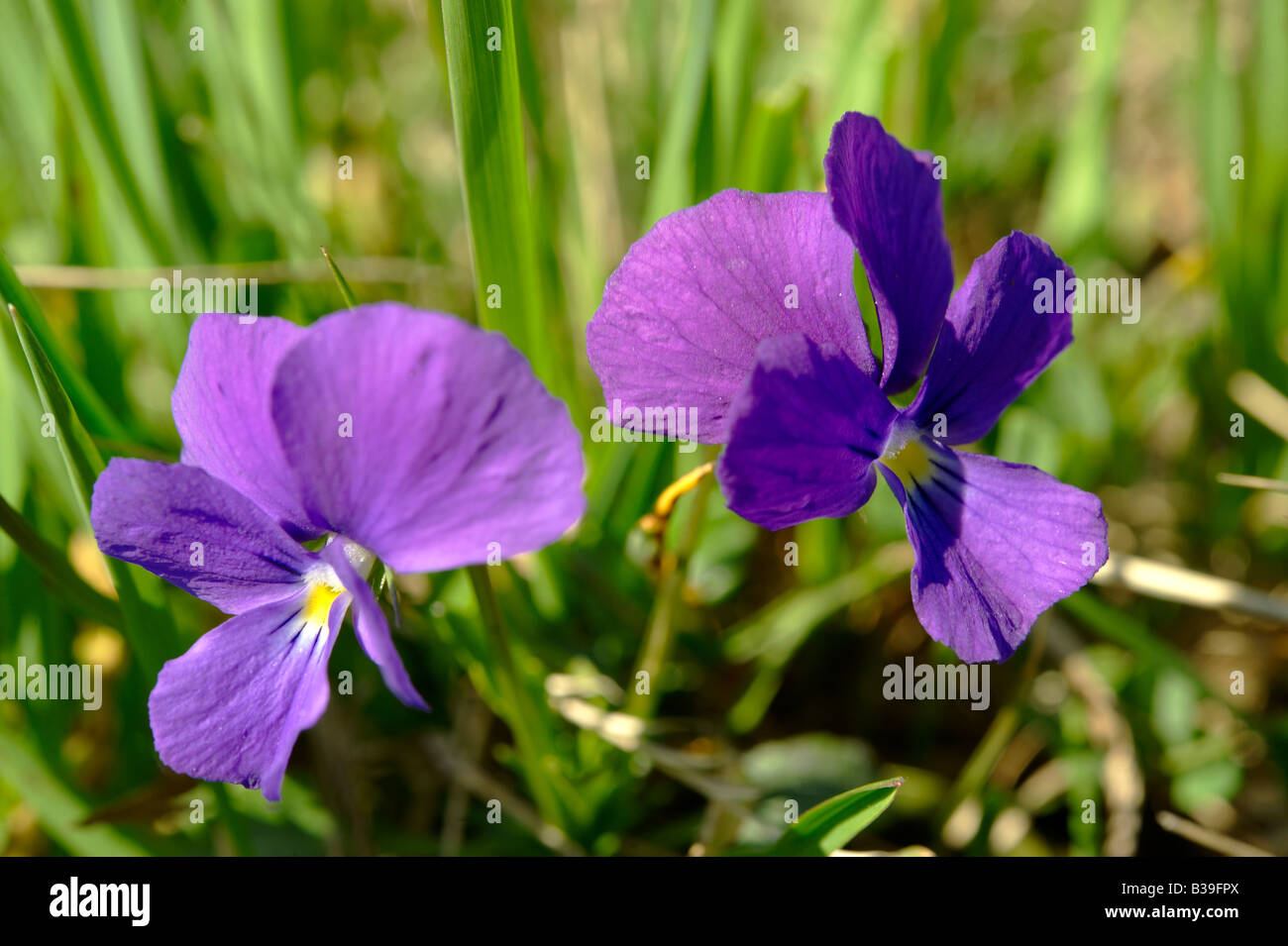 Alpine flower switzerland hi-res stock photography and images - Alamy