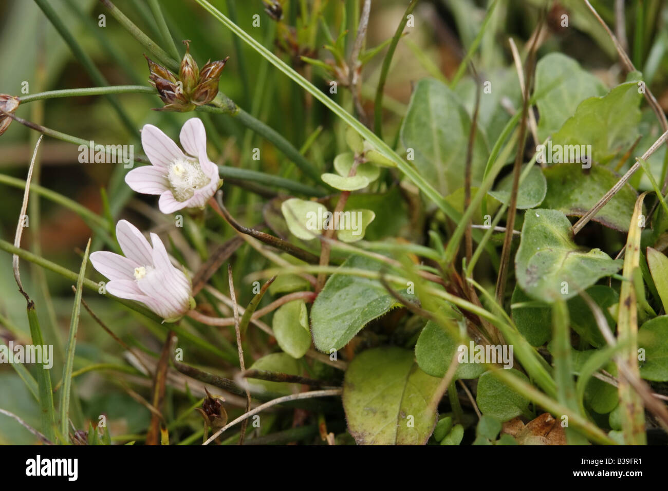Bog pimpernel hi-res stock photography and images - Alamy