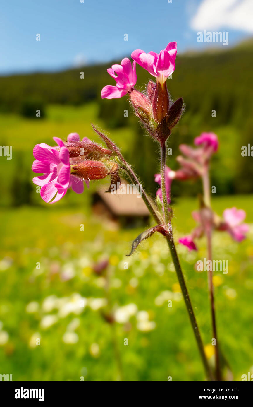 Alpine Red Campion Silene Dioica High Resolution Stock Photography and ...