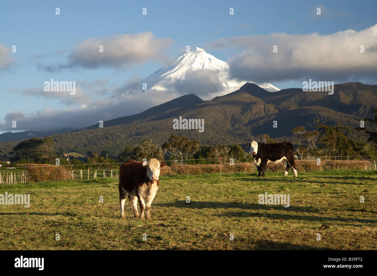 Cows Farmland and Mt Taranaki Mt Egmont Taranaki North Island New ...