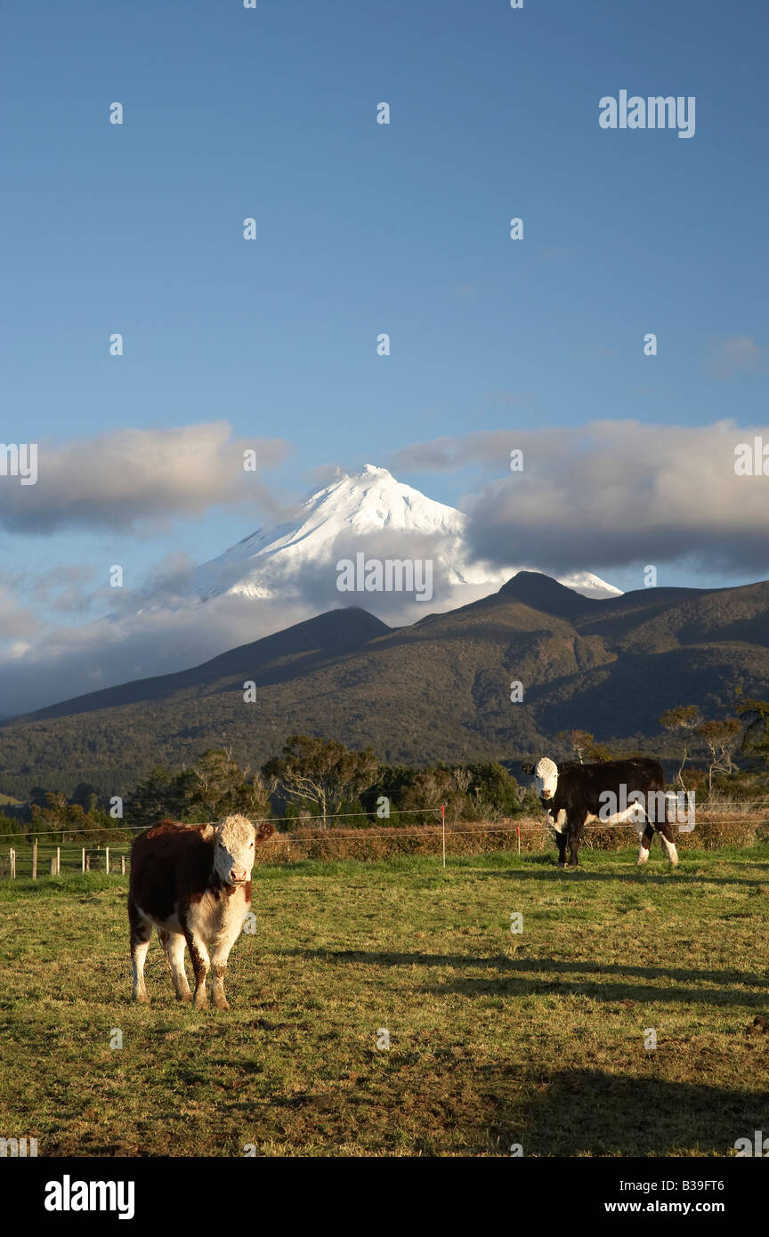 Cows Farmland and Mt Taranaki Mt Egmont Taranaki North Island New ...