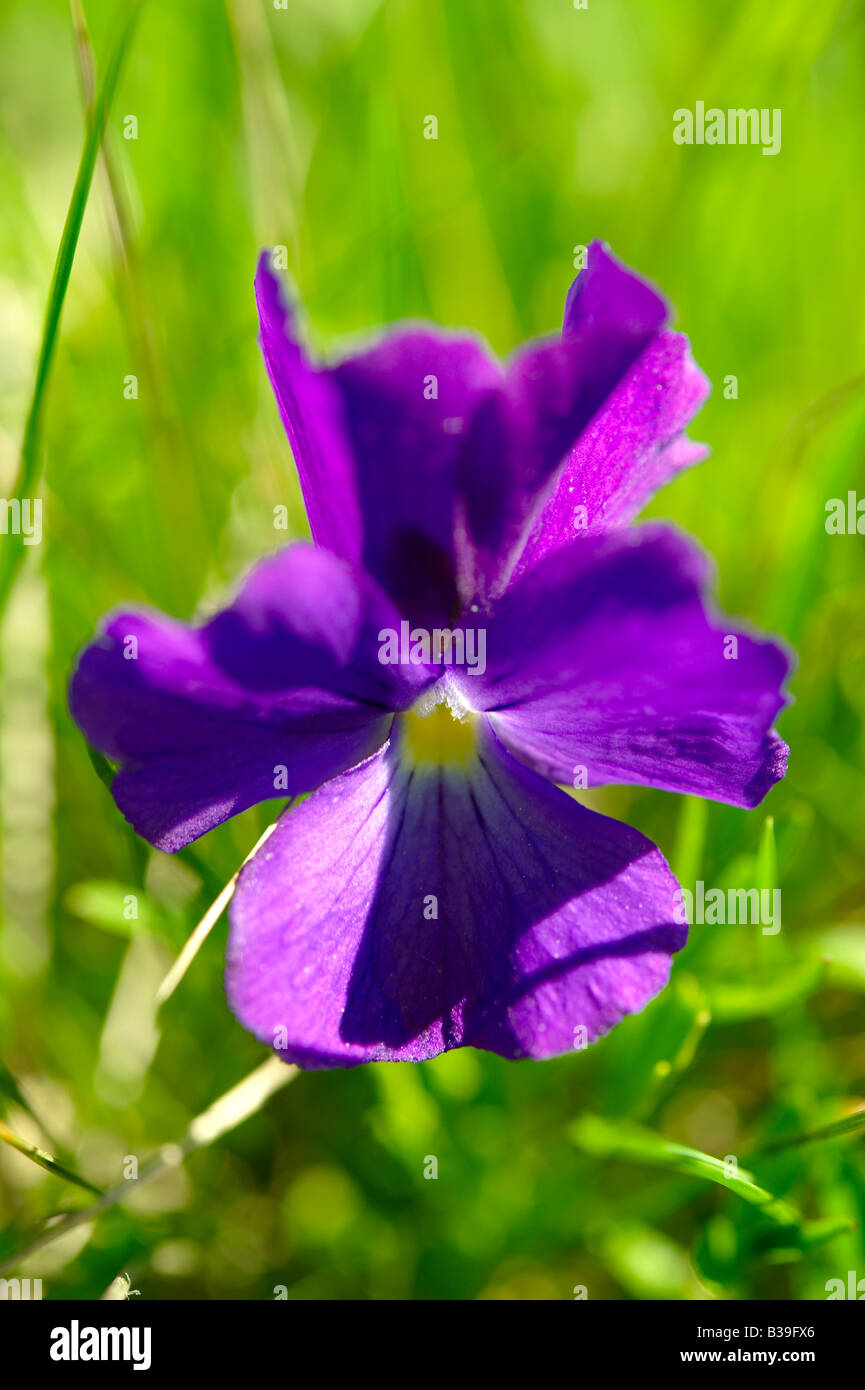 Alpine violet hi-res stock photography and images - Alamy