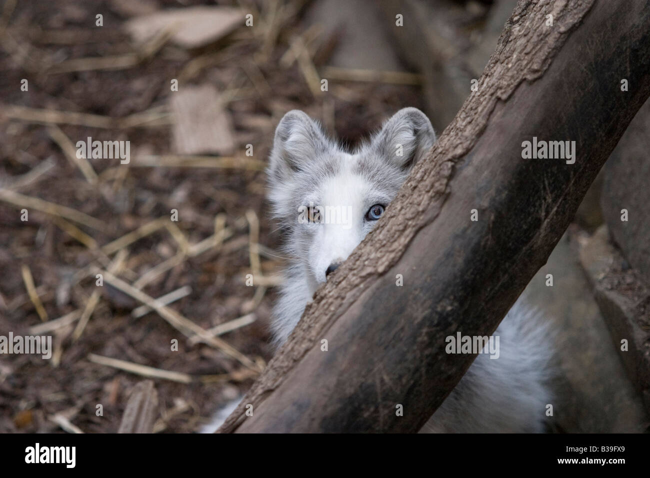 Arctic Fox Edmonton valley zoo Stock Photo - Alamy