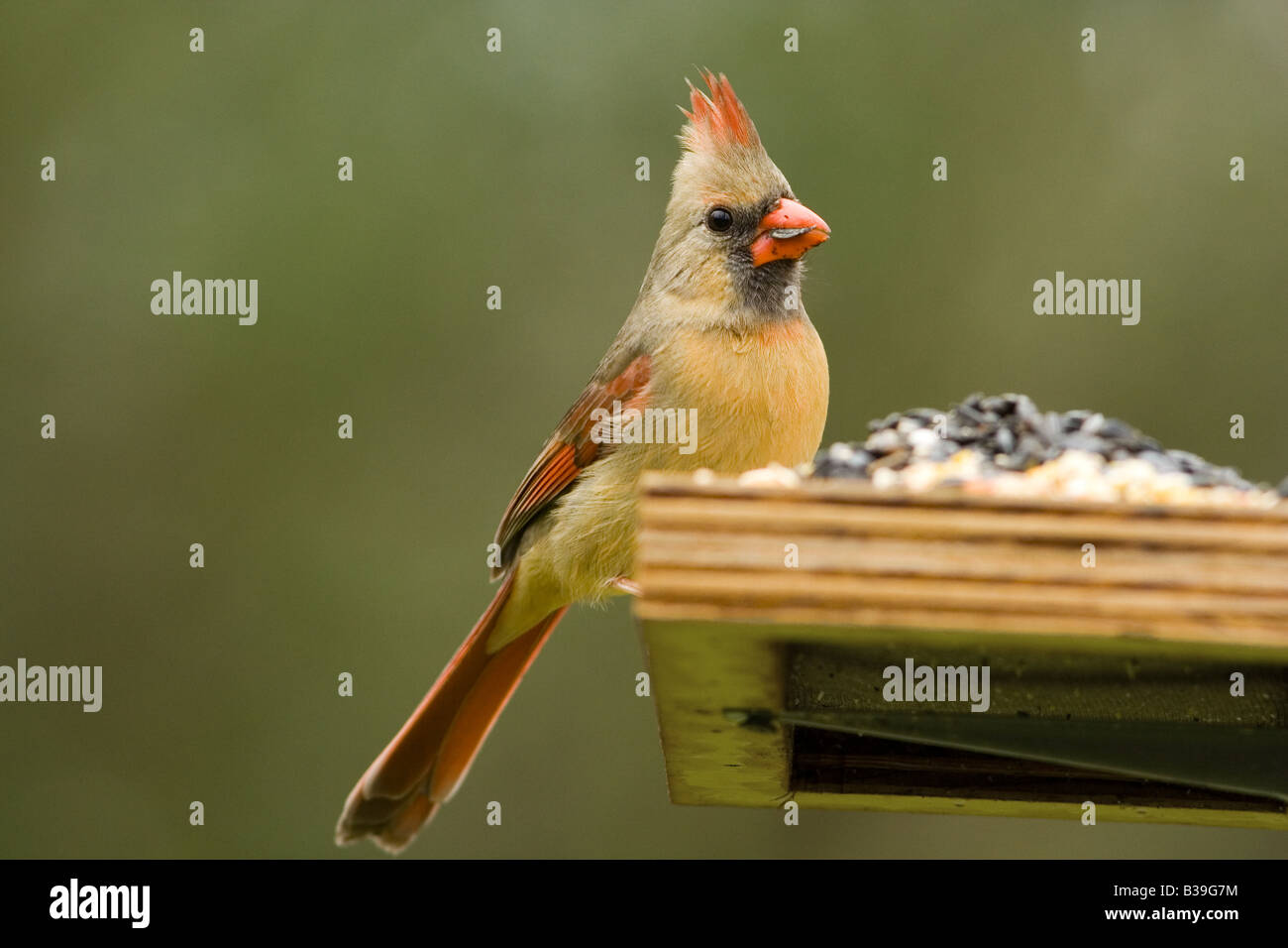Female Northern Cardinal Cardinalis Cardinalis Stock Photo - Alamy