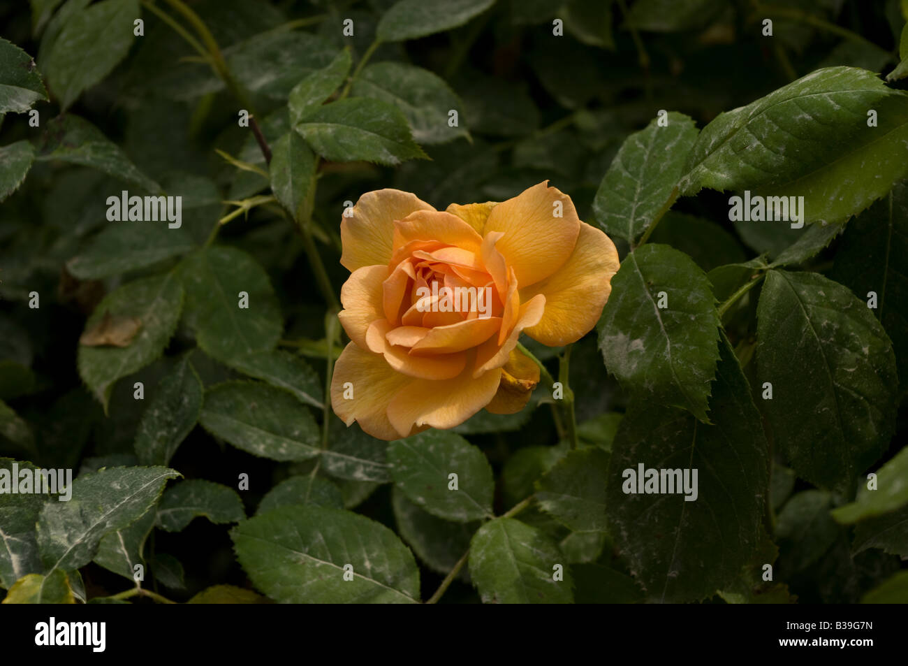 A single rose flower Stock Photo - Alamy