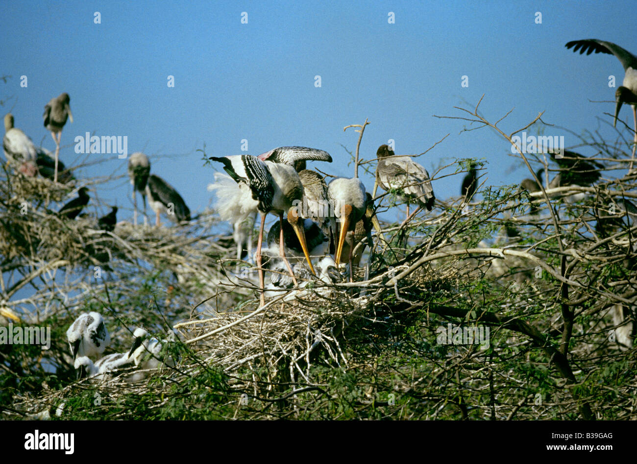 Colony of Painted Storks. Mycteria leucocephala Deeg, Rajasthan, India ...