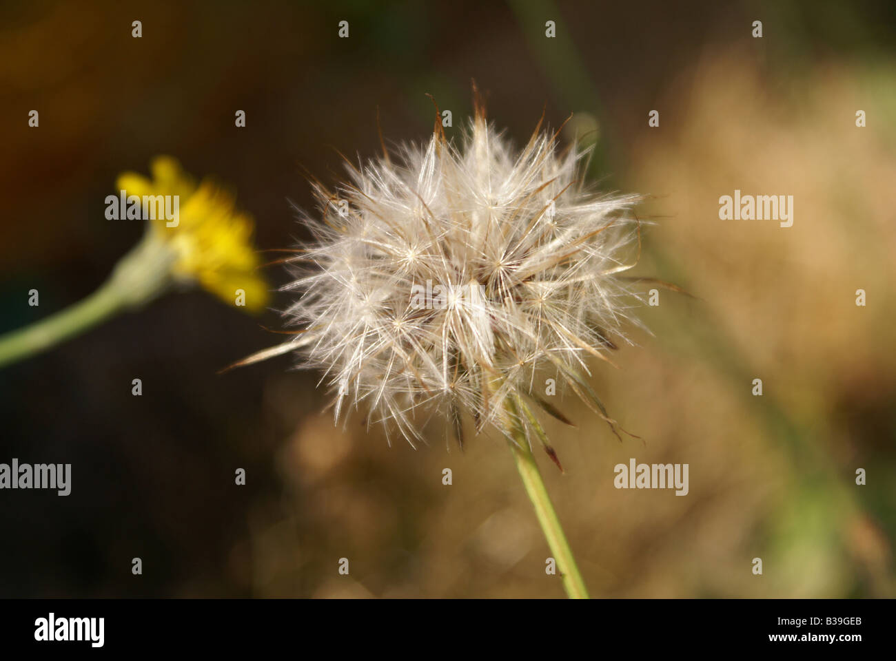 old dandelion versus new dandlion Stock Photo - Alamy