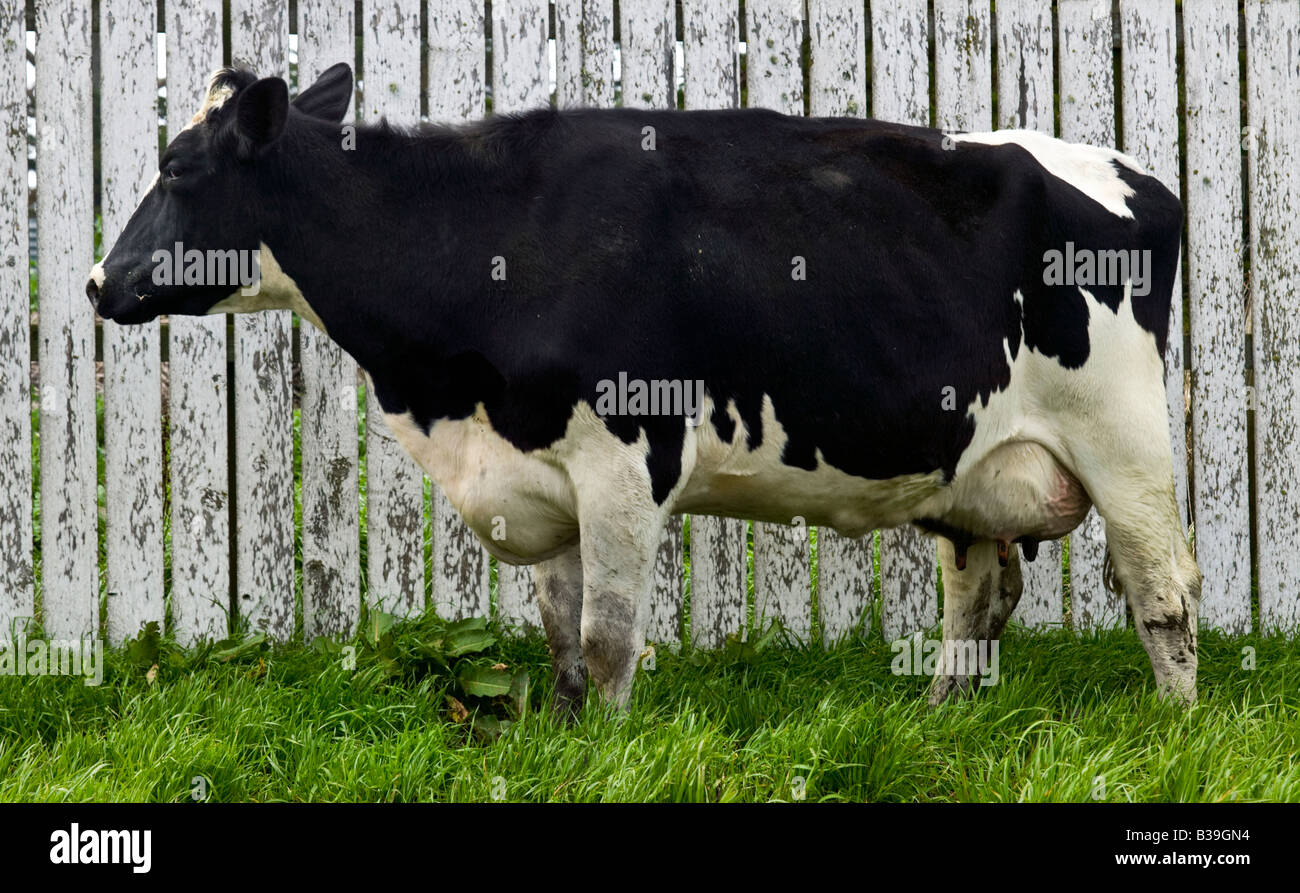 holstein cow mug shot Stock Photo - Alamy