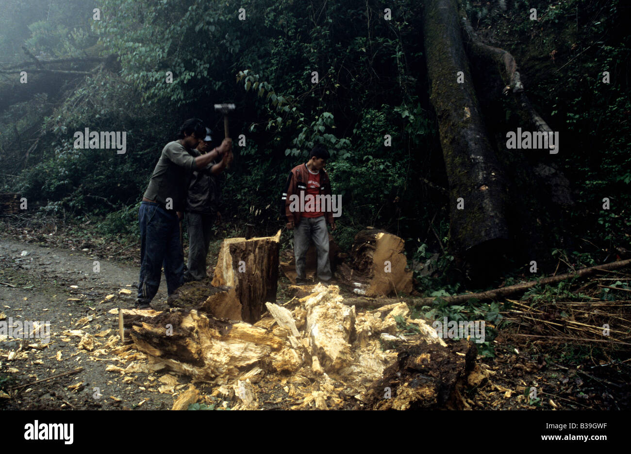 Timber logging, Eaglenest, Arunachal Pradesh Stock Photo - Alamy