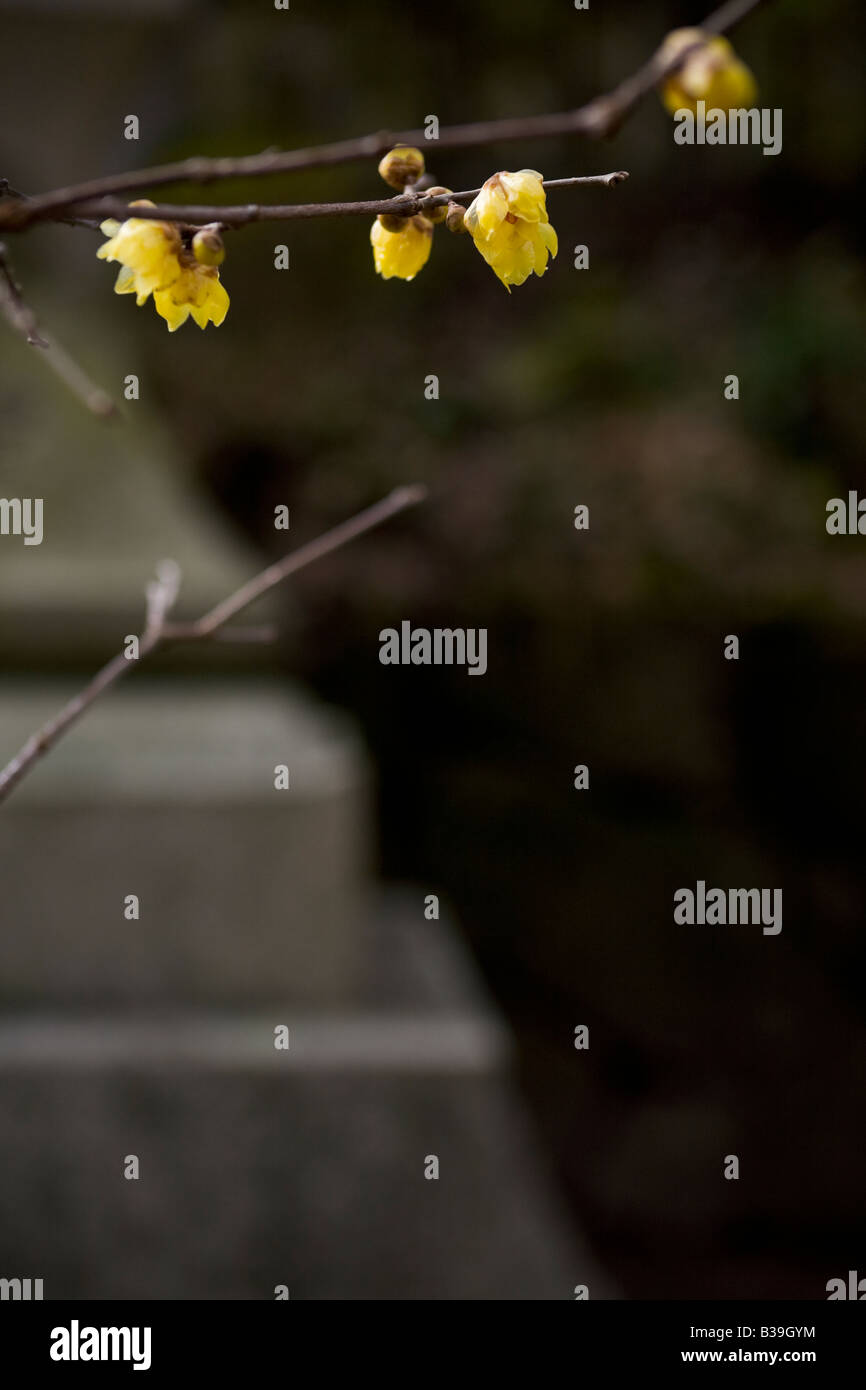 Wintersweet hi-res stock photography and images - Alamy