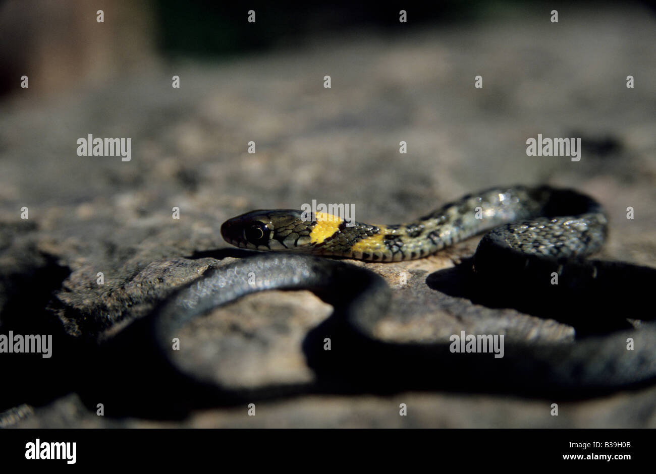 HIMALAYAN KEELBACK. Rhabdophis himalayanus. Possibly venomous. Common ...