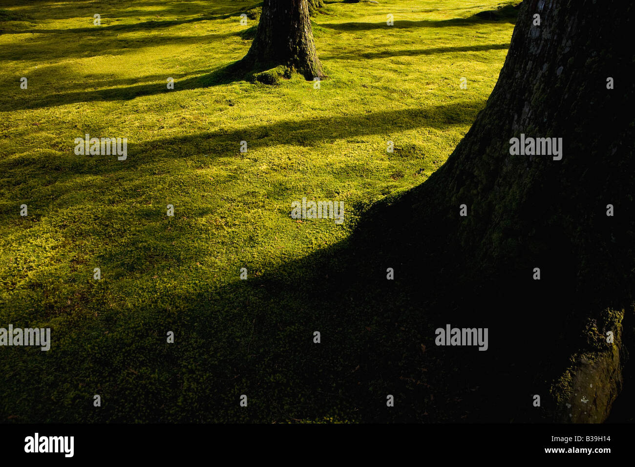 Shadow on moss Stock Photo - Alamy