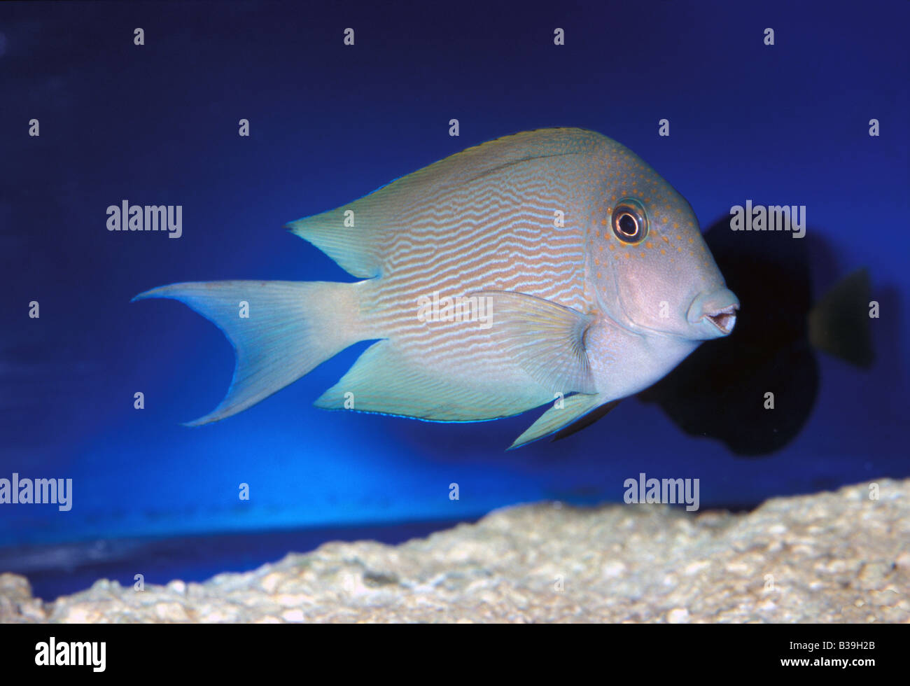 Ctenochaetus striatus fish hi-res stock photography and images - Alamy