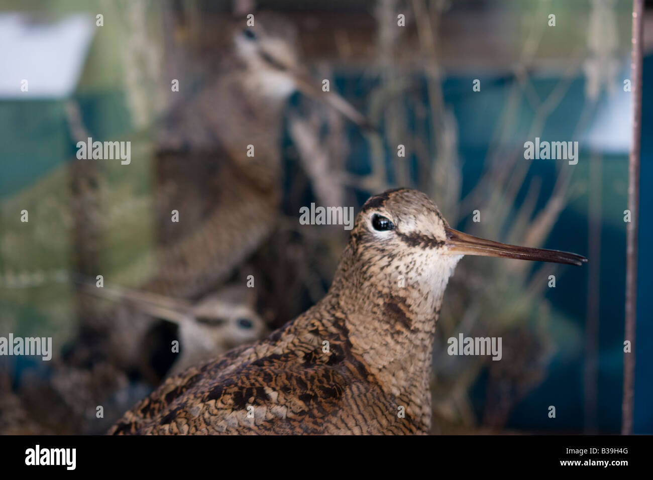 Stuffed bird Woodcock Scolopax rusticola Stock Photo - Alamy