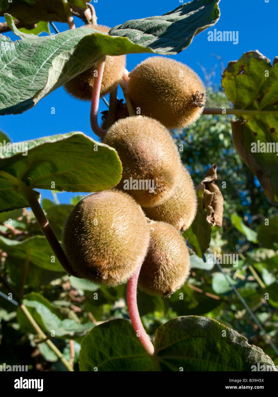 Kiwi trees hi-res stock photography and images - Alamy