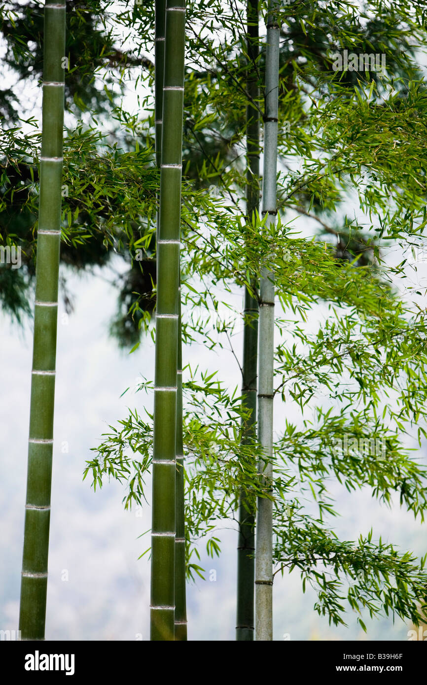 Japan bamboo hi-res stock photography and images - Alamy
