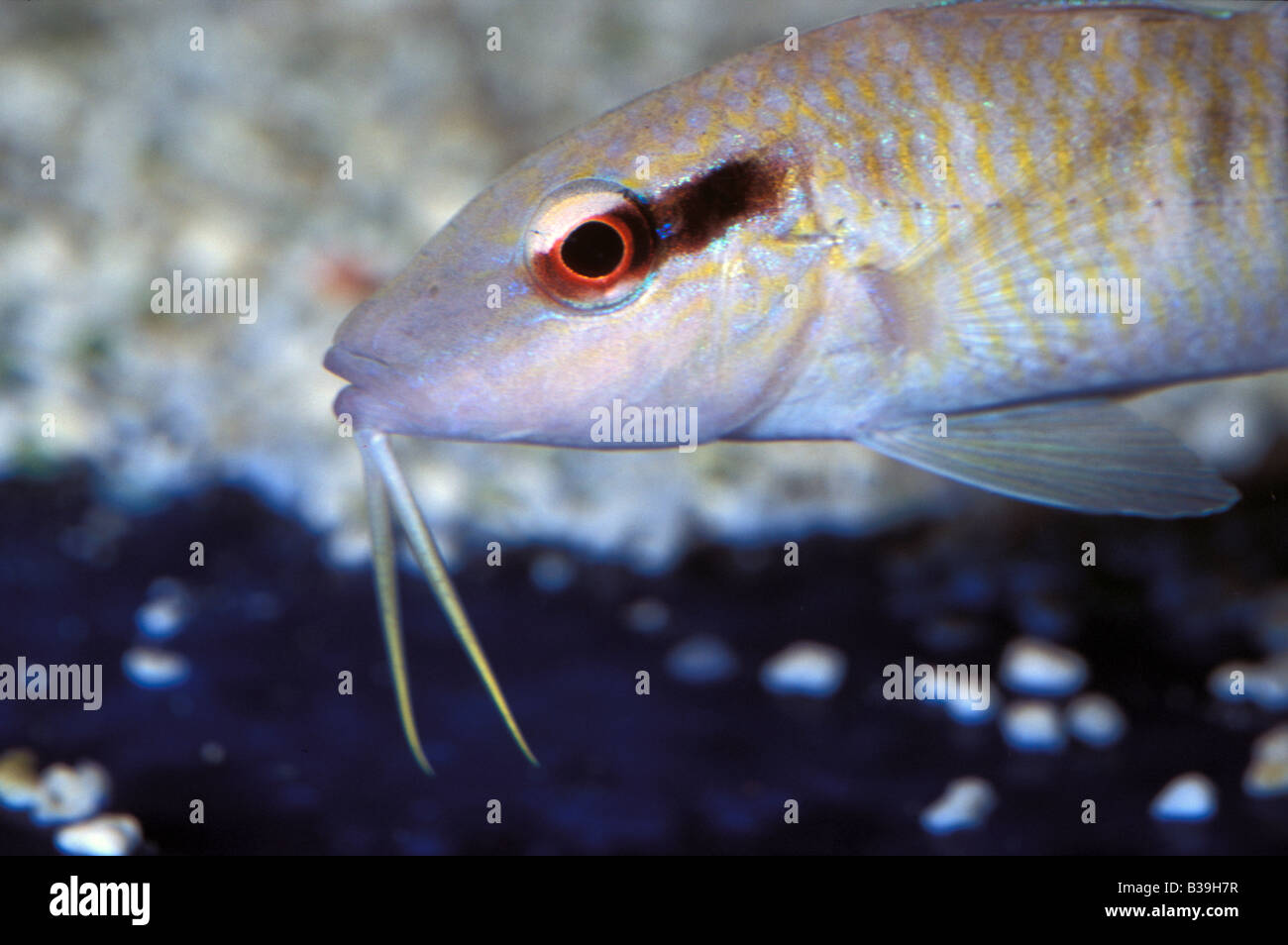 Doublebar goatfish hi-res stock photography and images - Alamy
