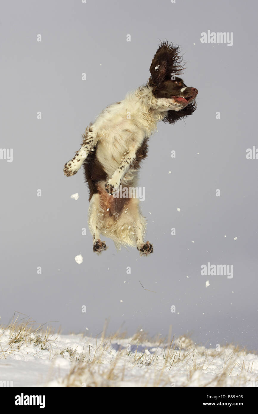 English springer spaniel in the snow hi-res stock photography and ...