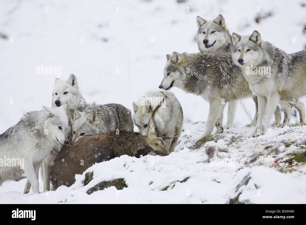 Grey Wolf Canis Lupus Eating High Resolution Stock Photography and ...