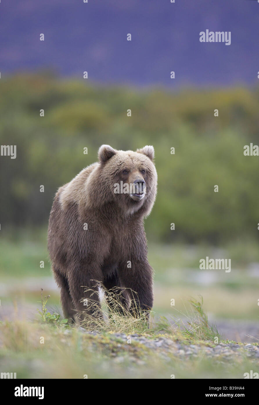Grizzly Bear (Ursus arctos horribilis Stock Photo - Alamy