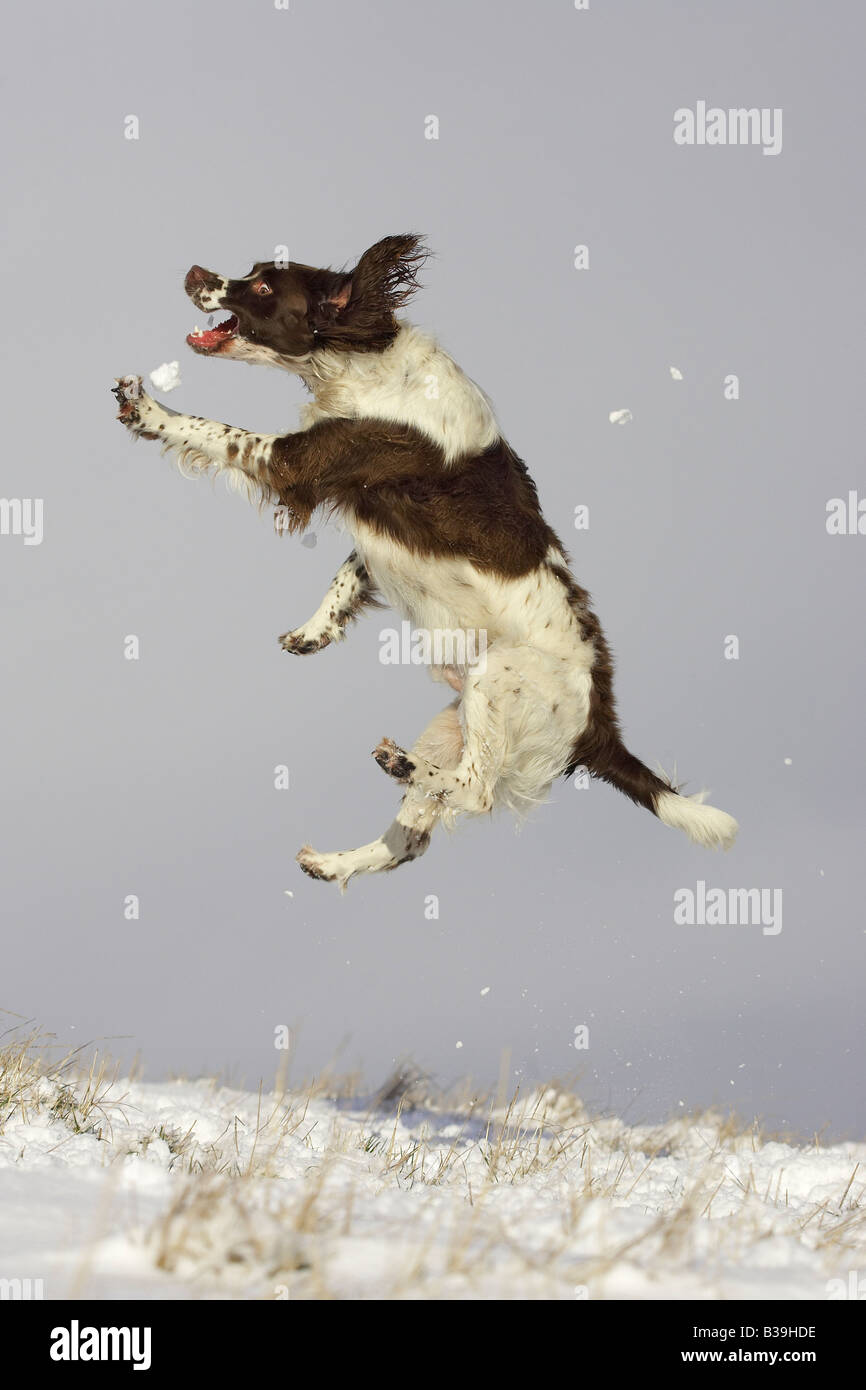 English Springer Spaniel (Canis lupus familiaris) jumping in the air ...