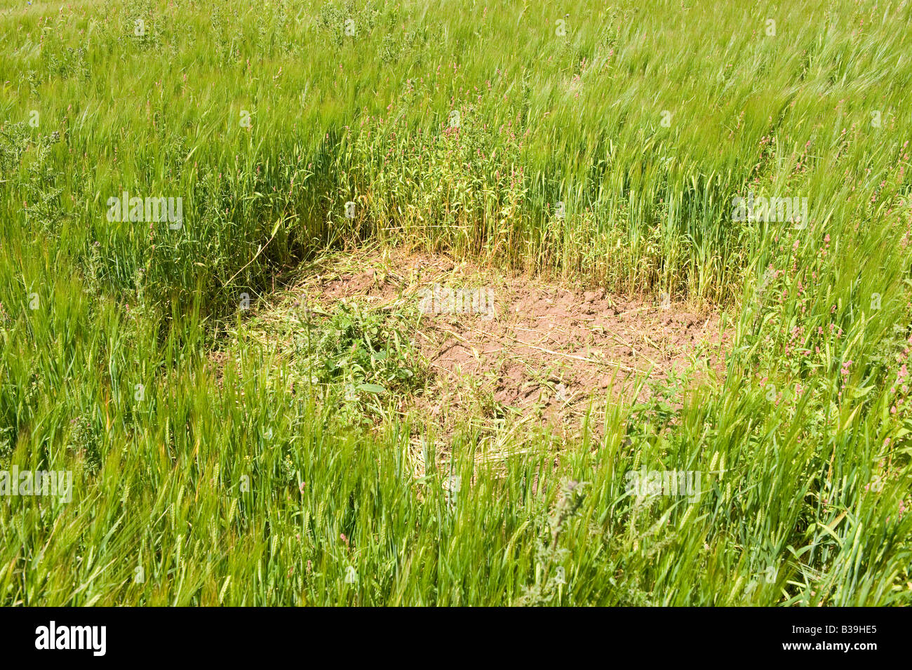 Skylark square square cut out of arable field to encourage ground ...