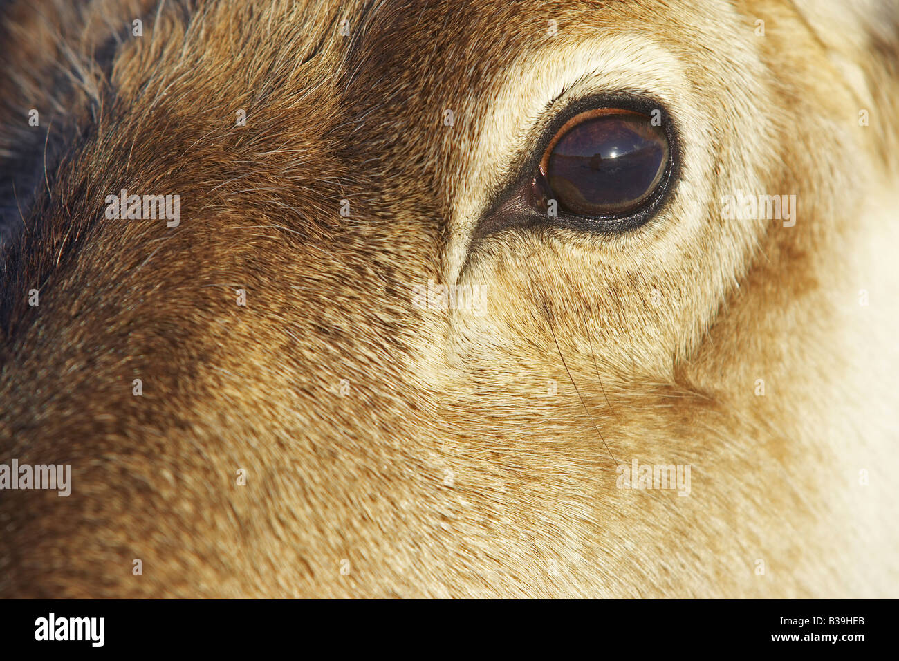 Reindeer (Rangifer tarandus), close up of eye Stock Photo - Alamy