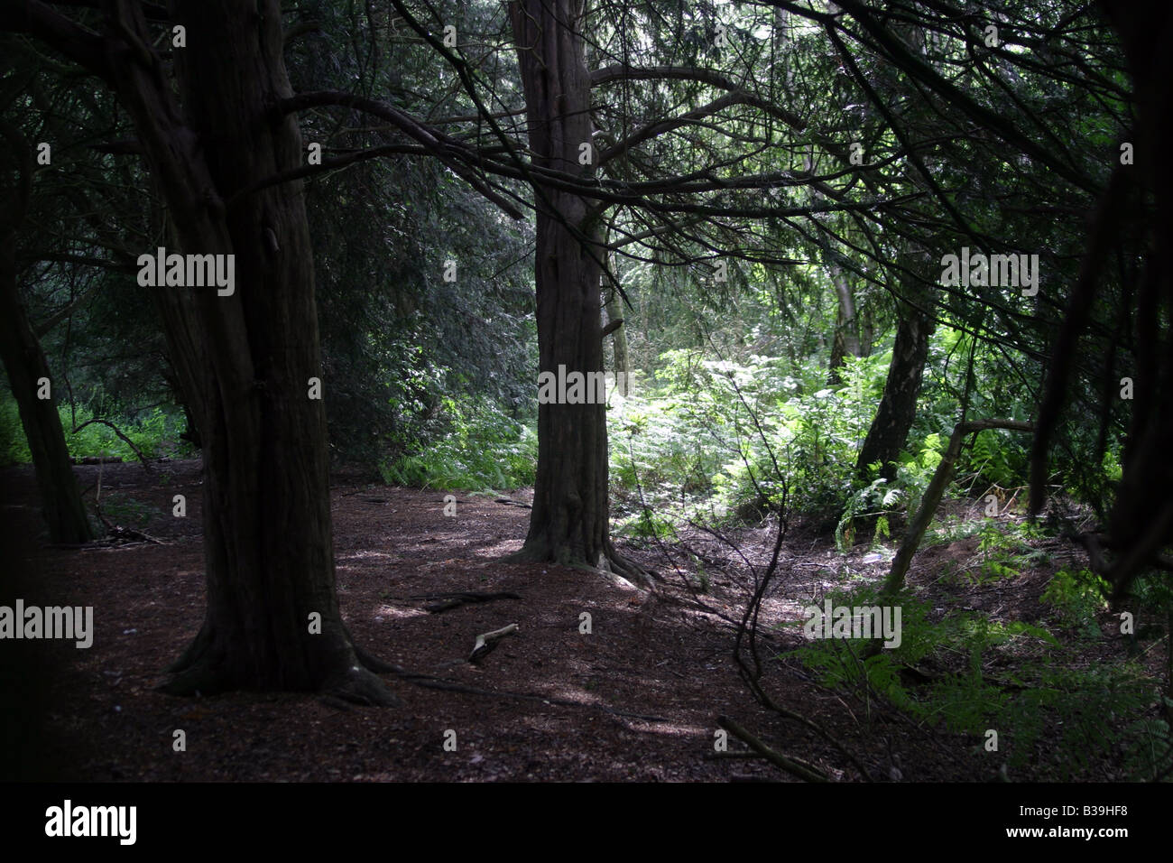 Open Woodland Glade High Resolution Stock Photography and Images - Alamy