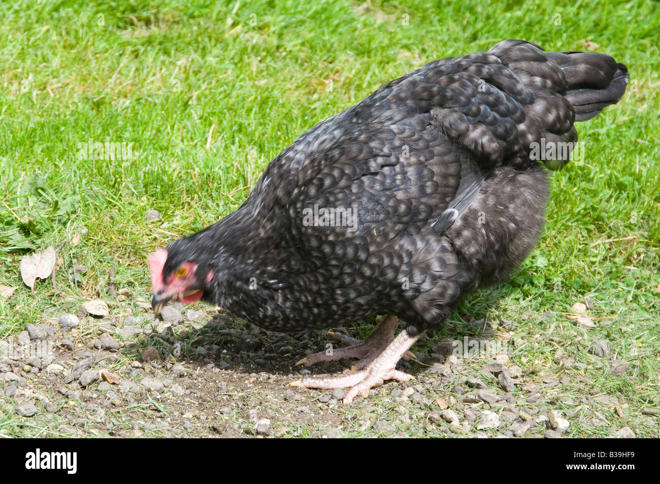 Chicken eating food of the ground Stock Photo - Alamy