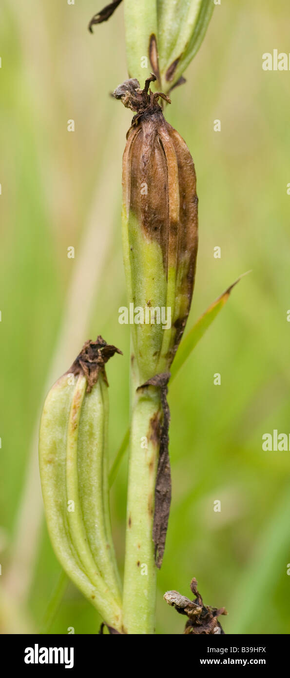 Bee orchid ophrys apifera wildflower hi-res stock photography and ...