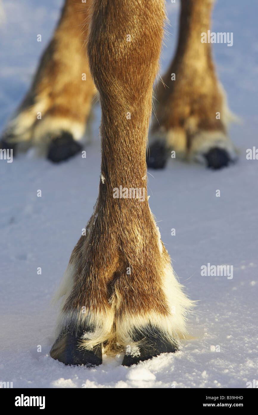 Reindeer (Rangifer tarandus), close-up of cloved hoof (foot) on snow ...