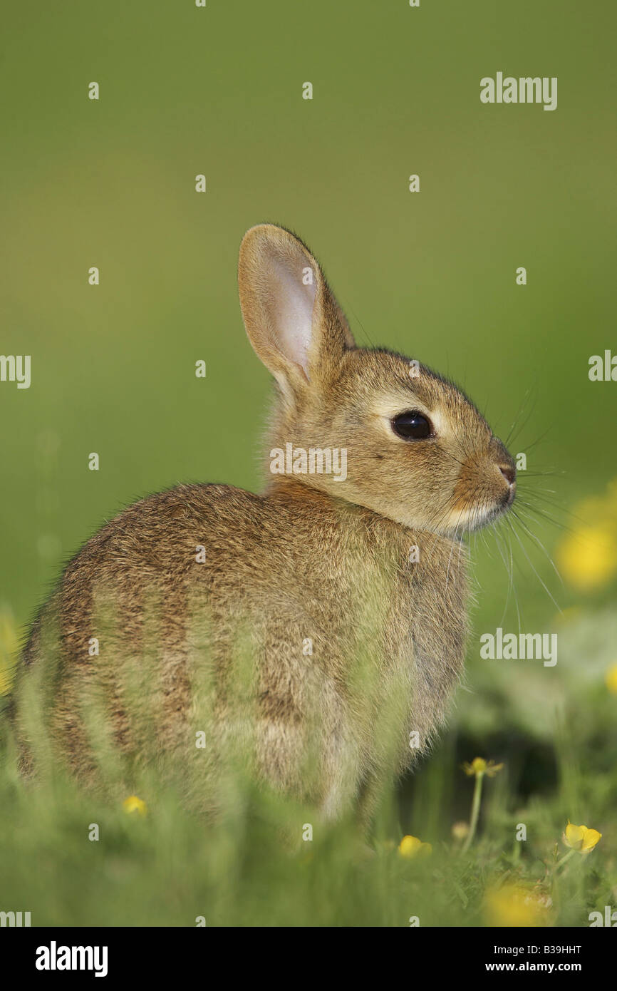 Rabbit (lagomorphs) hi-res stock photography and images - Alamy
