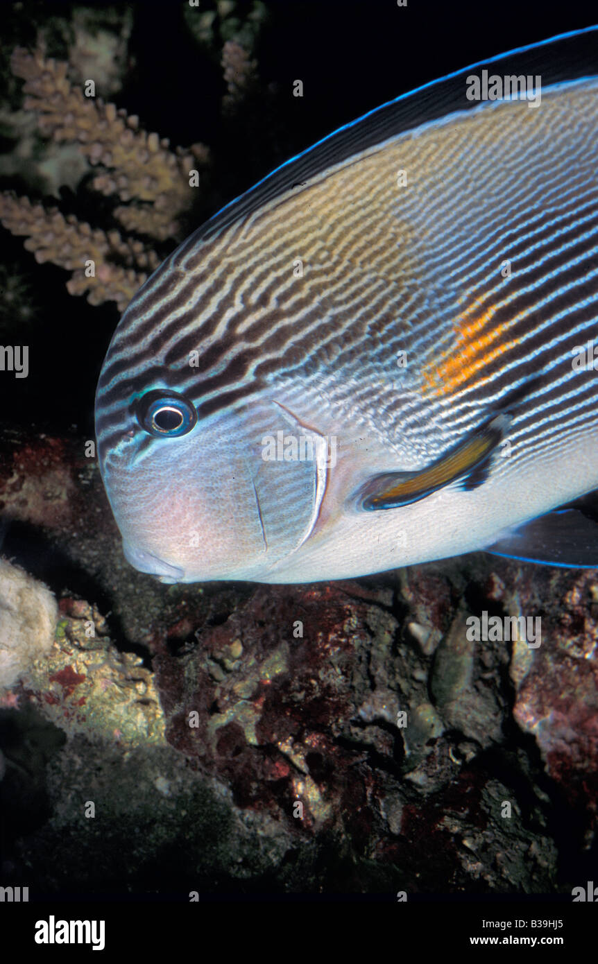 Red Sea clown surgeonfish Acanthurus sohal, Acanthuridae Stock Photo ...