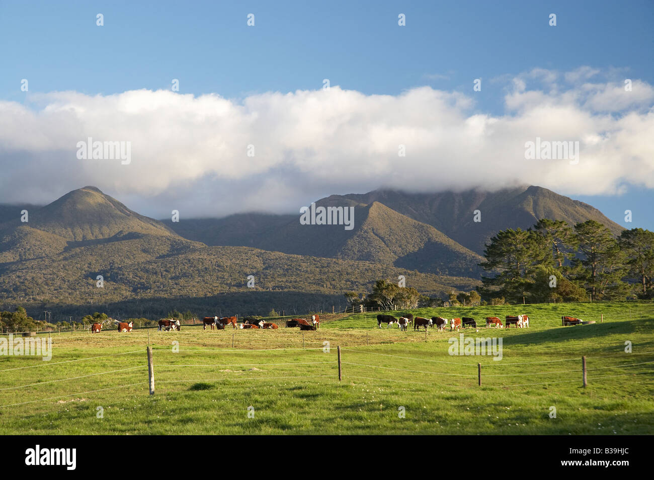 Cows Farmland and Pouakai Range Taranaki North Island New Zealand Stock ...