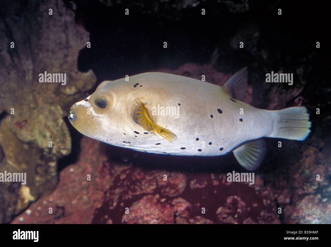 Blackspotted Puffer Fish Arothron nigropunctatus, Tetraodontidae Stock ...