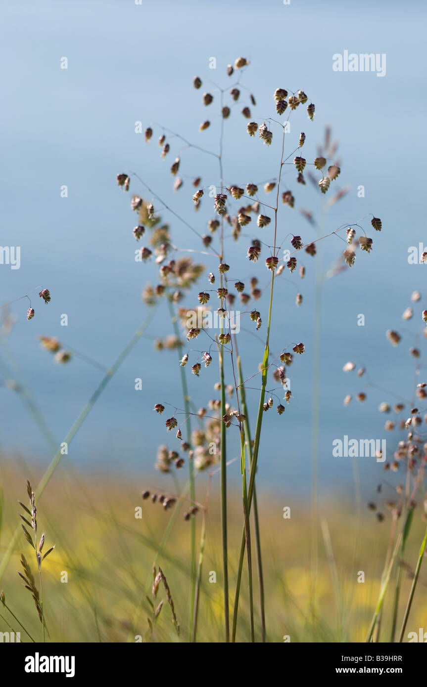 Growing quaking hi-res stock photography and images - Alamy