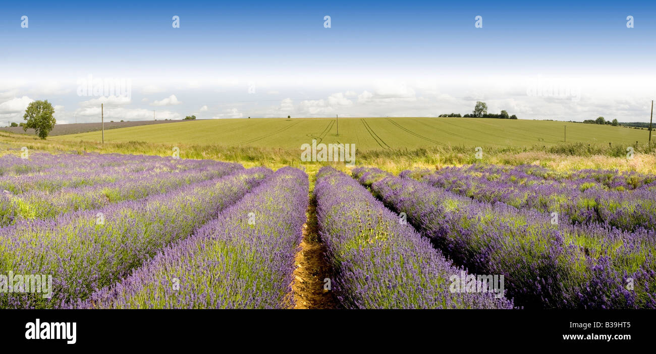 england gloucestershire the cotswolds snowshill lavender farm lavender ...